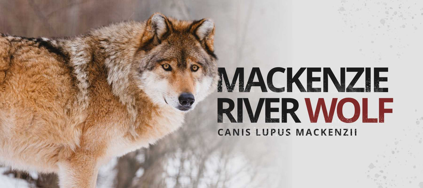 Mackenzie River Wolf | Wolf Stuff