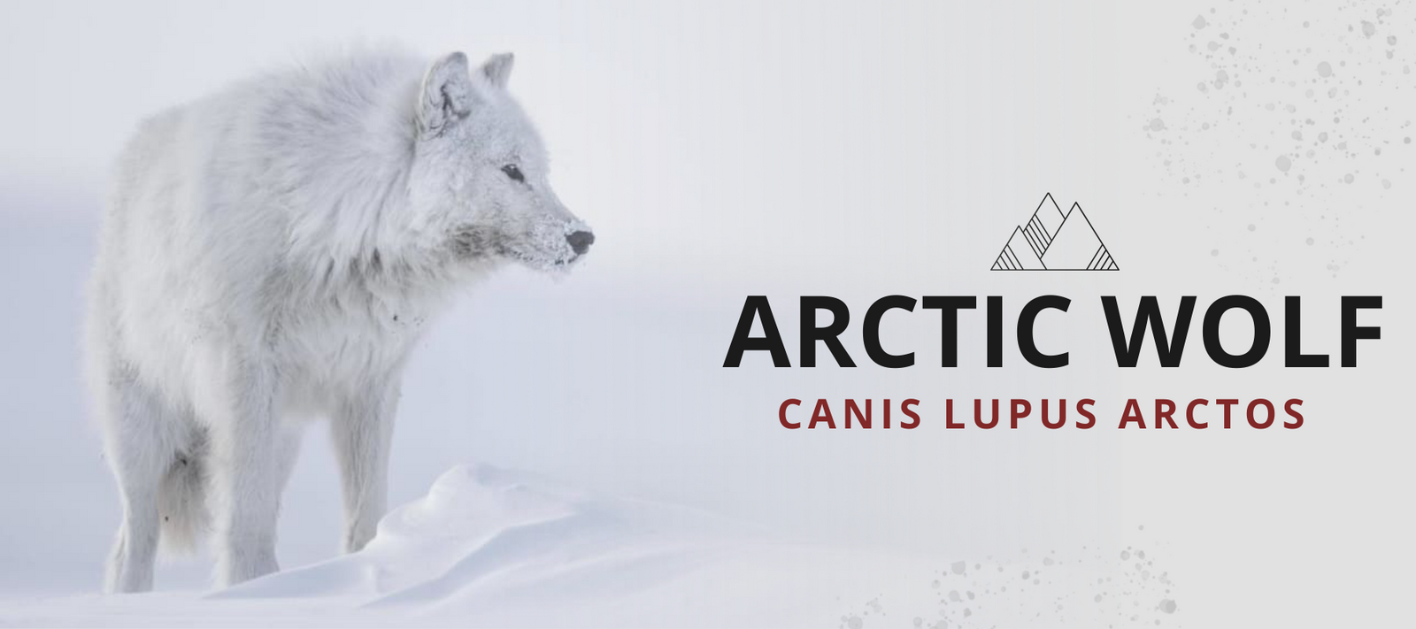 How do wolf packs work? | Wolf Stuff