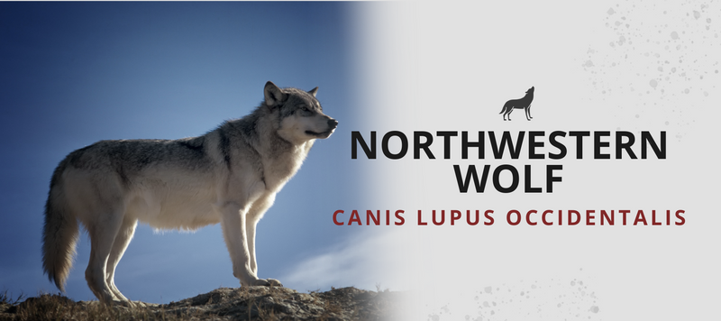 Northwestern Wolf (Canis Lupus Occidentalis) | Wolf Stuff