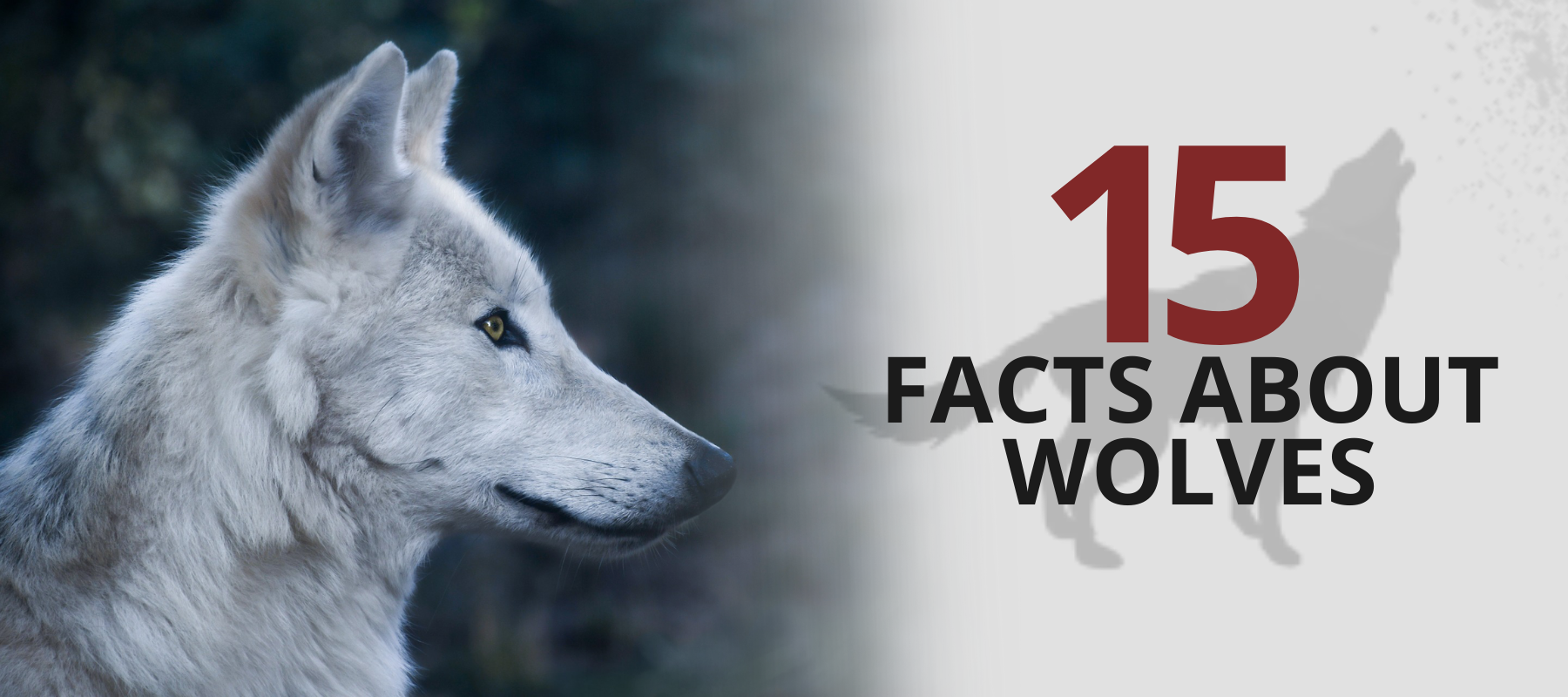 15 Amazing facts about the wolf | Wolf Stuff