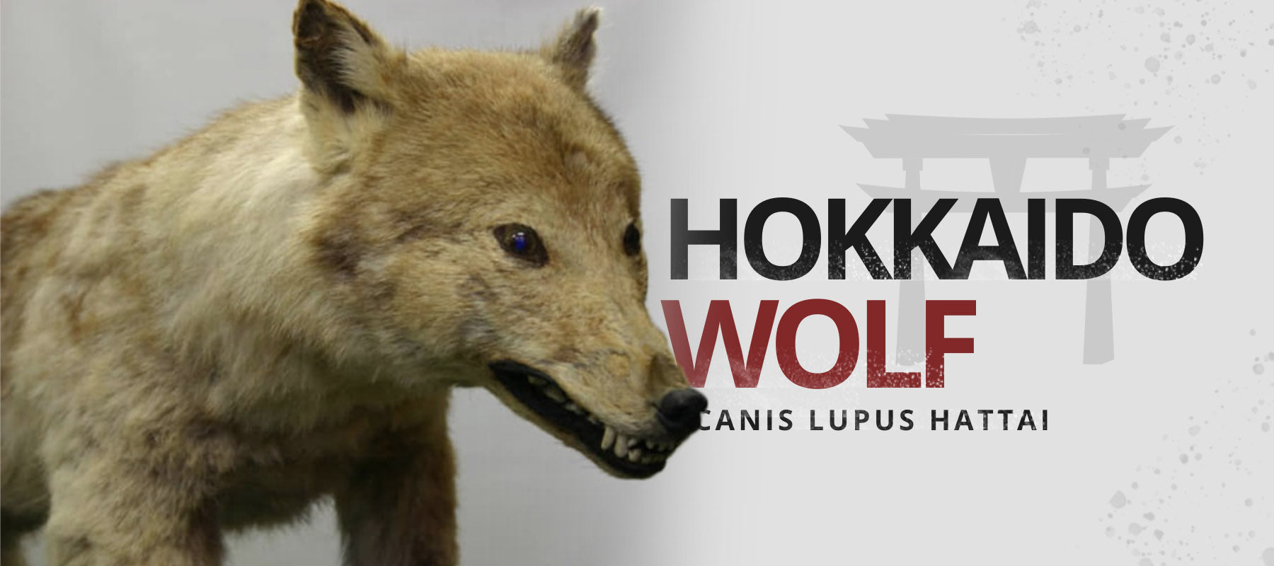Hokkaido Wolf (Canis Lupus Hattai) | Wolf Stuff