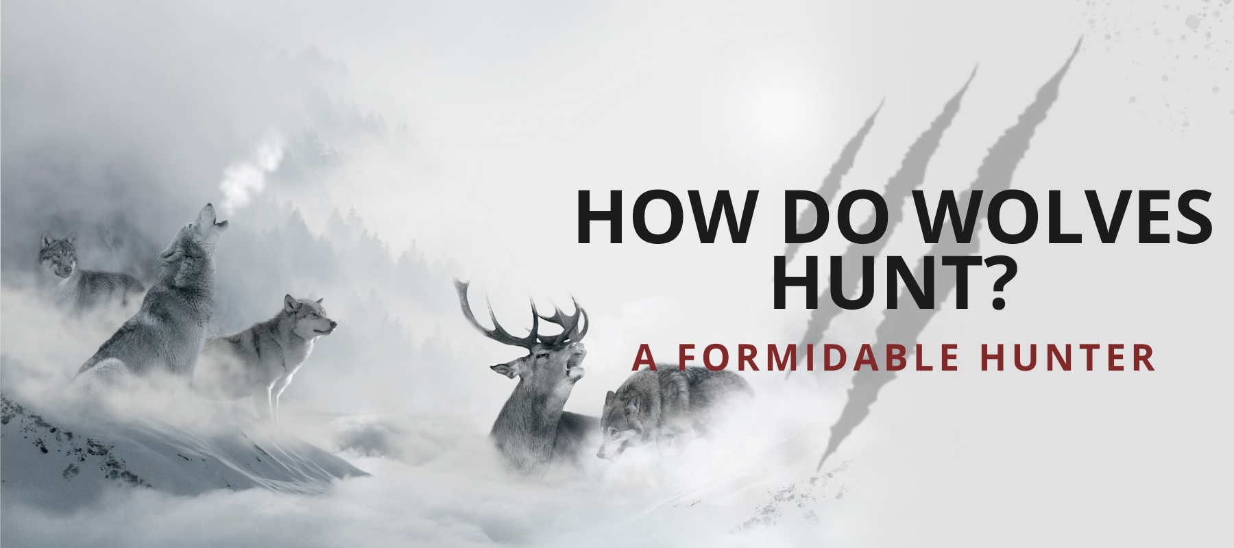 How do wolves hunt? | Wolf Stuff