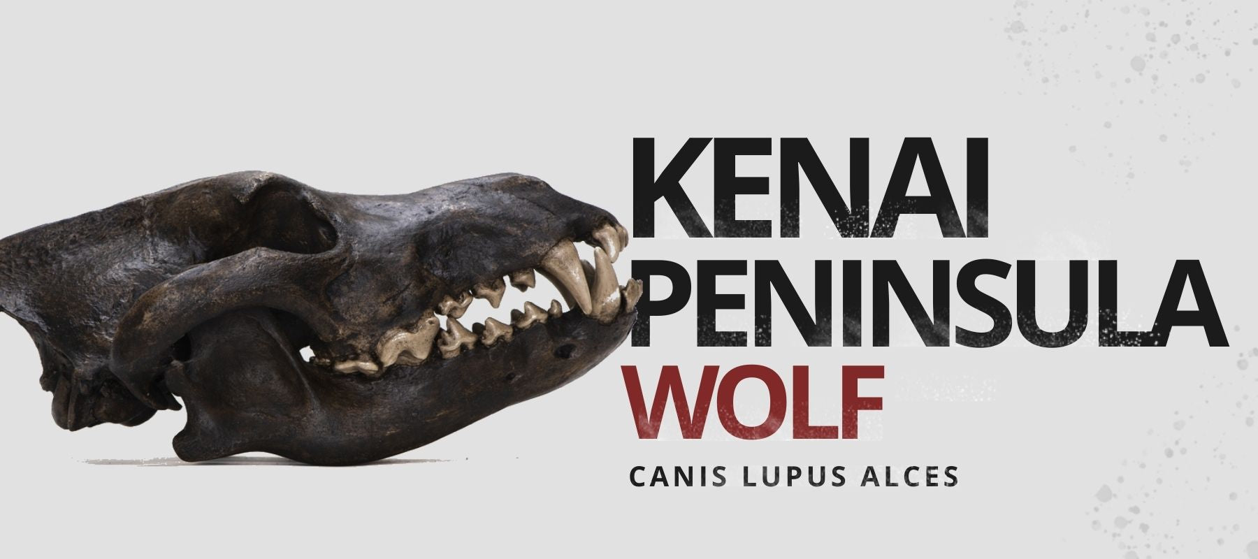 Kenai Peninsula Wolf (Canis Lupus Alces) | Wolf Stuff