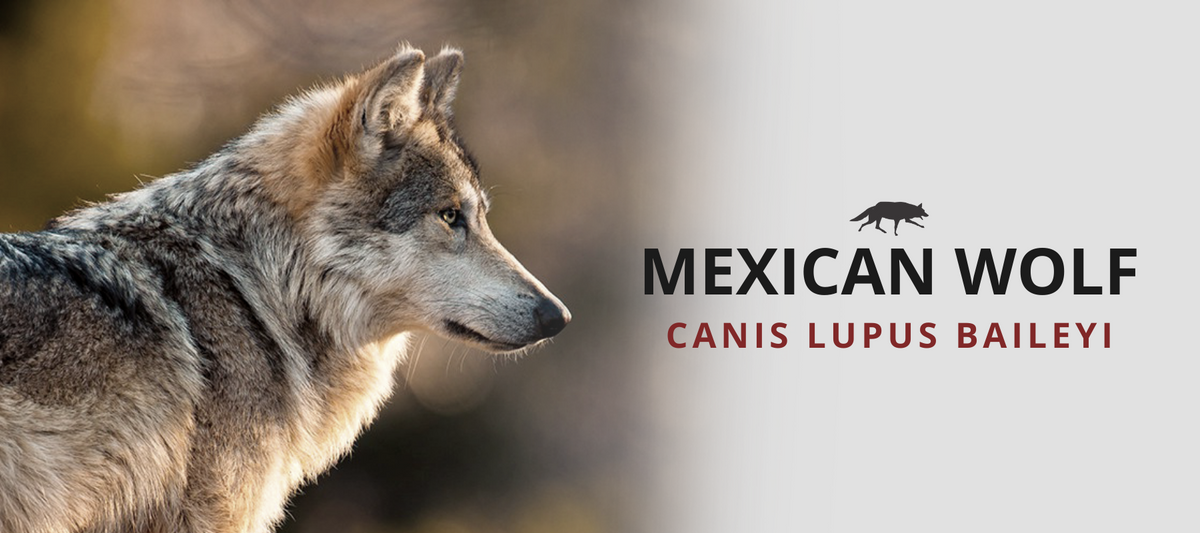 Mexican Gray Wolf | Wolf Stuff