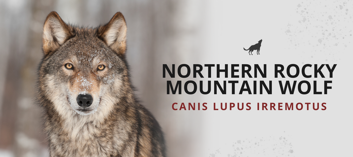 Northern Rocky Mountain Wolf (Canis Lupus Irremotus) | Wolf Stuff