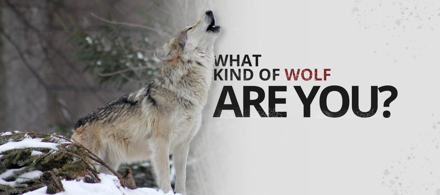 What wolf are you? | Wolf Stuff